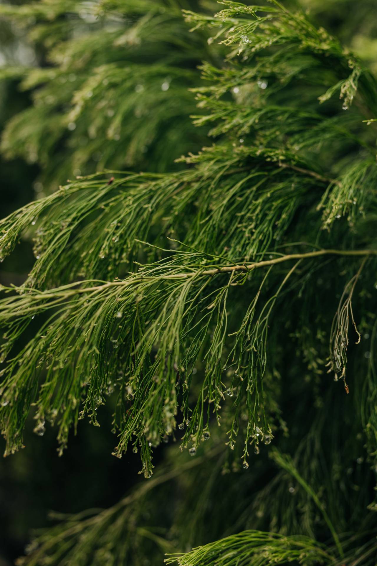 Adam Gibson — Photographer — Tasmanian architectural and lifestyle ...